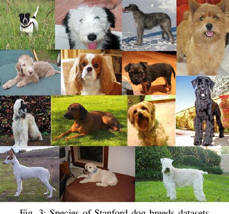 Figure 3 From Modified Deep Neural Networks For Dog Breeds Identification Semantic Scholar