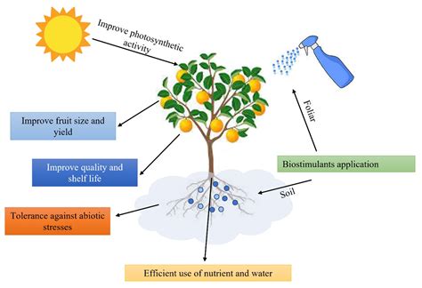 Biostimulants An Innovative Approach To Improve Yield Fruit Quality
