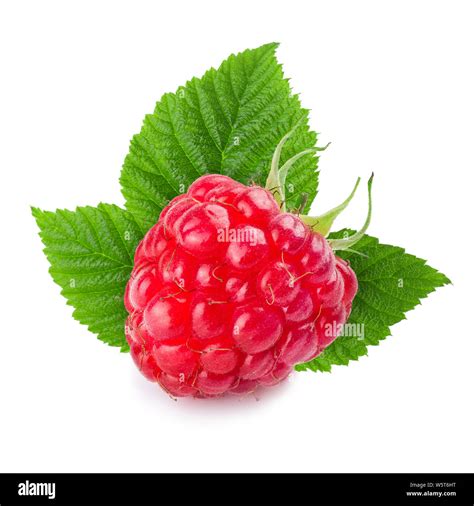 Raspberry Isolated On White Stock Photo Alamy
