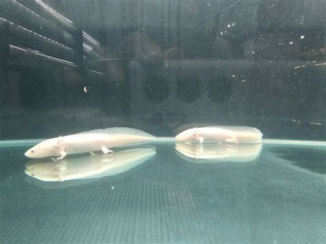 도룡용 아홀로틀 우파루파 키우기 도롱뇽 먹이 네이버 블로그