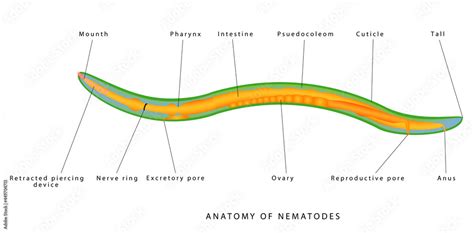 Nematode Dissection