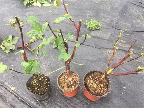 히비스커스 로젤 나눔합니다