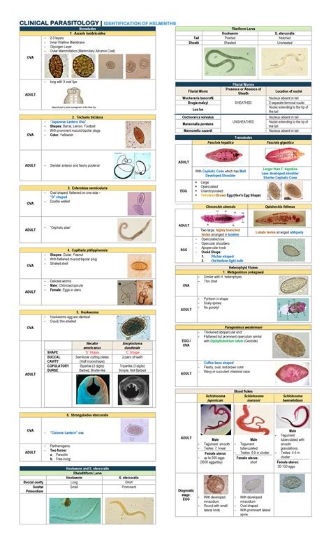 Identification Of Helminths Clinical Parasitology Identification Of Helminths Nematodes