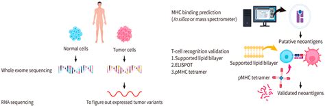 Current Trends In Neoantigen Based Cancer Vaccines