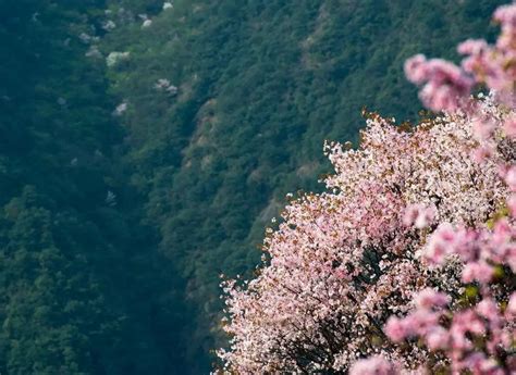 2021台州赏花地图油菜花樱花桃花来这里感受浪漫花季 台州旅游 台州19楼
