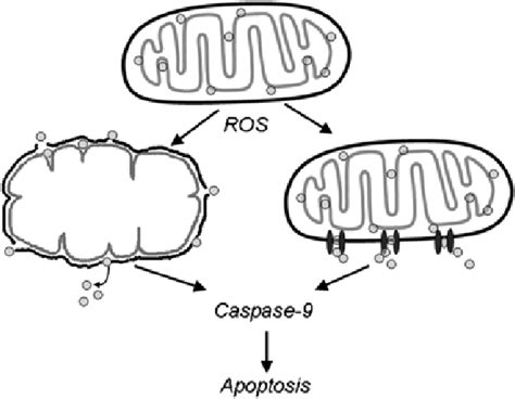 Cytochrome C Release From Mitochondria Cytochrome C Is Normally