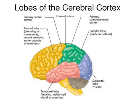The Cerebral Cortex Constitutes About