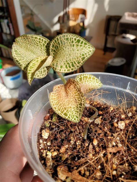 Sex Of Poecilotheria Regalis Rtarantulas