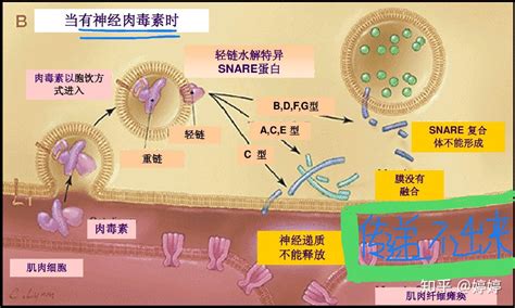 肉毒素理论知识 知乎