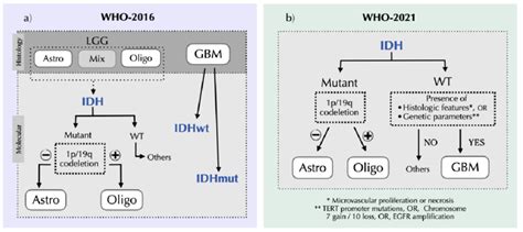 Simplified Diagram Illustrating The Adult Glioma Classification Download Scientific Diagram