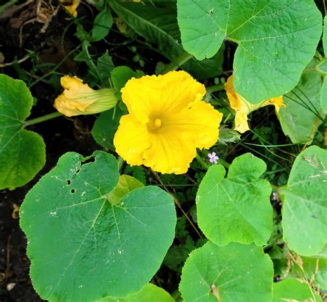Cucurbita Maxima