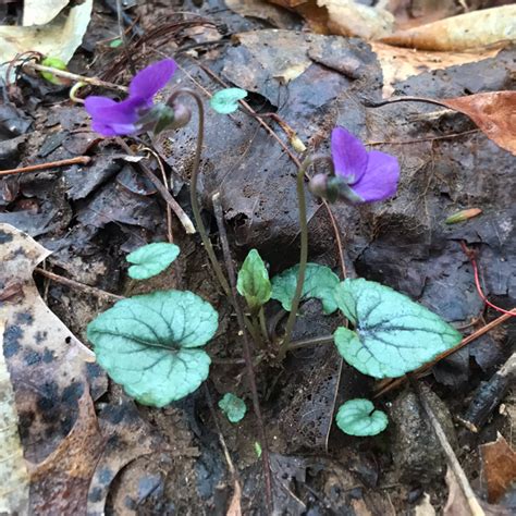 Plantsnap Identify Plants Trees Mushrooms With An App