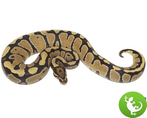 Healthy Fire Ball Python For Sale Ultimate Reptile