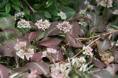 Chrysosplenium Macrophyllum Tropengarten Shop