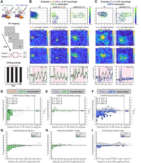 corticothalamic excitation by both l6cts and l5ets is retinotopically