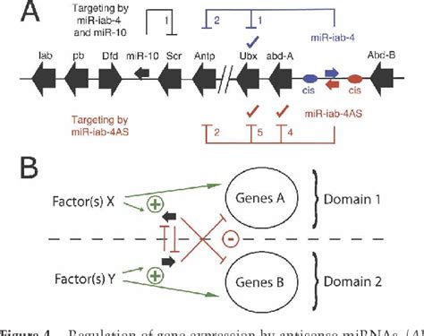 Figure 2 From A Single Hox Locus In Drosophila Produces Functional Micrornas From Opposite Dna