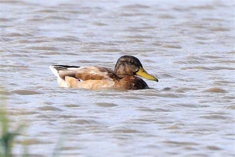 マガモ 2022 09 22 日本の野鳥識別図鑑