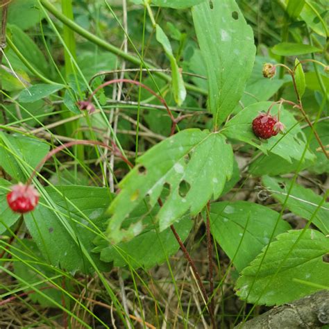 Raspberry Leaves Blind Trapper Holistic Foods