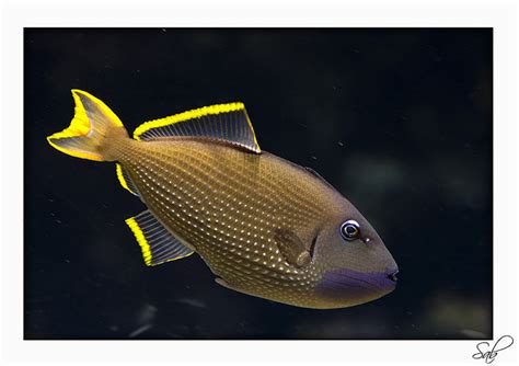 Crosshatch Bluethroat Triggerfish Hybrid Is Real And Coming To