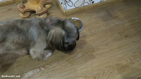 Натуралка или Сухой КОРМ ПРОВЕРИМ Youtube