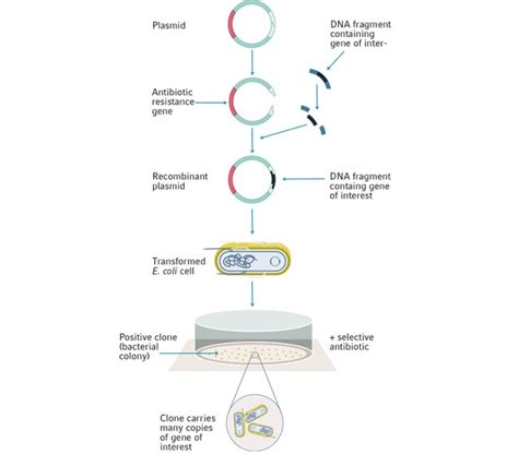 E Coli Diagram Plasmid Plasmid Definition Structure Vector Pbr322