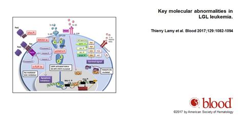 Lgl Leukemia Pathogenesis