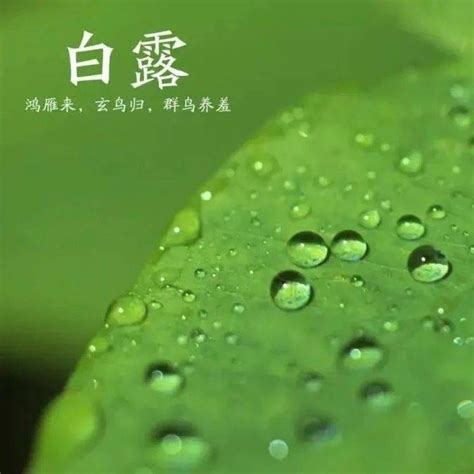 诗词丨露从今夜白秋风至此凉 白露