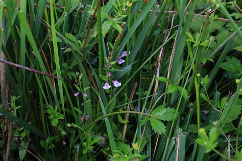 Scutellaria Minor Lesser Skullcap