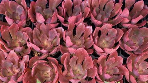 모란장백년농원에 이쁘고 가격이 착한 다육이들 보시고 오셔서 구매하세요 합식하기 좋은 1천원짜리 다육이가 넘 이뻐요~~~~💕 Youtube