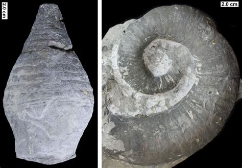 Fossils Of The Central Lowland — Earthhome