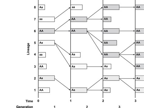 Schematic Representation Of A Clonal Population Of Diploid Organisms Download Scientific