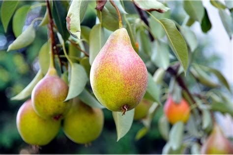 Pear Trees Varieties Planting Tips And Care Guide