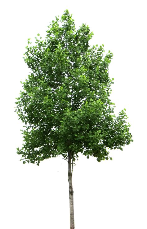 Oak Tree Png High Quality Image