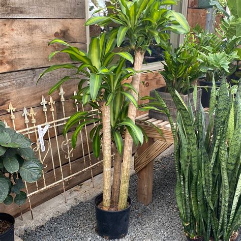 Dracaena Mass Cane 10 Shopic