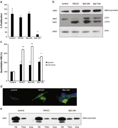 Influence Of Lysosomal Inhibition On Alpha Synuclein Levels Analysis