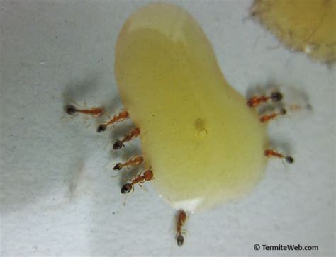 Ant Control Using Boric Acid Termite Web