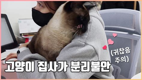애교 많은 고양이 집사껌딱지 개냥이 Youtube