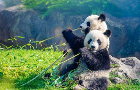 Everything You Need To Know About Pandas