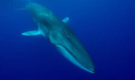 鯨魚遭獵殺 痛苦2小時才死亡 冰島政府稱將檢討 動團籲終止商業捕鯨 動物友善網