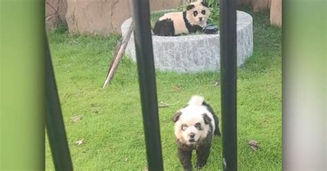 ჩინეთის ზოოპარკში დამთვალიერებლების მოსაზიდად ძაღლები პანდებივით მოხატეს ტაბულა