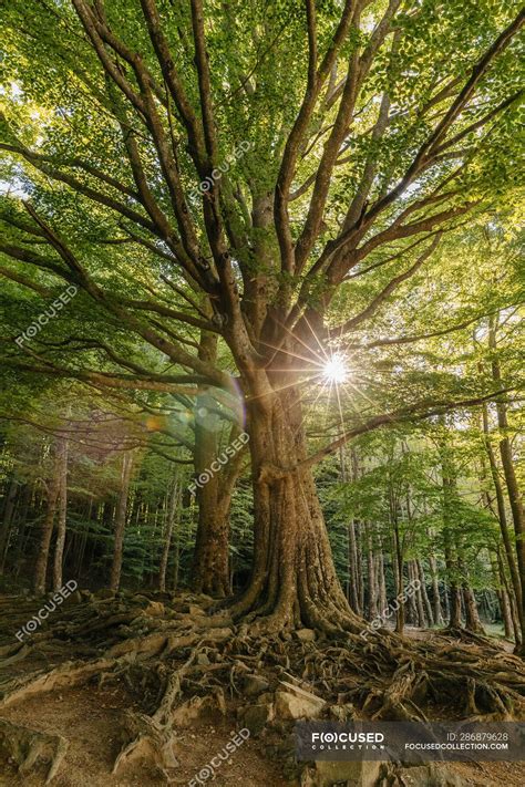 Tree In The Middle Of The Forest With The Sun In The Background Beautiful Tranquil Stock