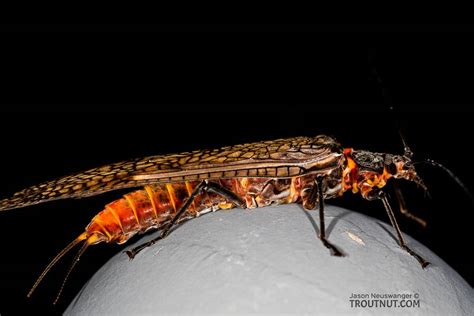 Female Pteronarcys Californica Giant Salmonfly Stonefly Adult Pictures