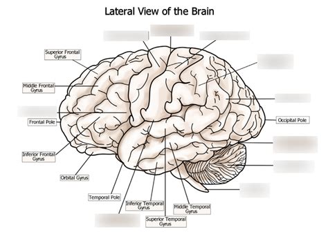Diagram Of Lateral View Of Brain Quizlet