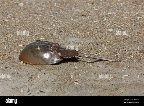 Horseshoe Crab Eyes