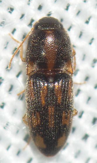 Conoderus Bellus Bugguide Net