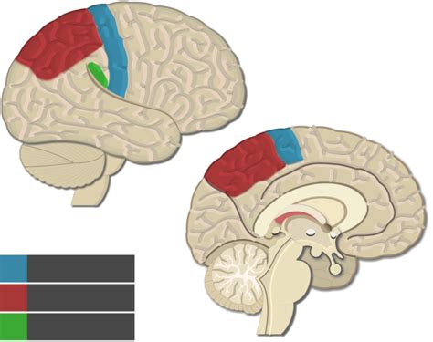 Other Somatosensory Cortex Areas GetBodySmart