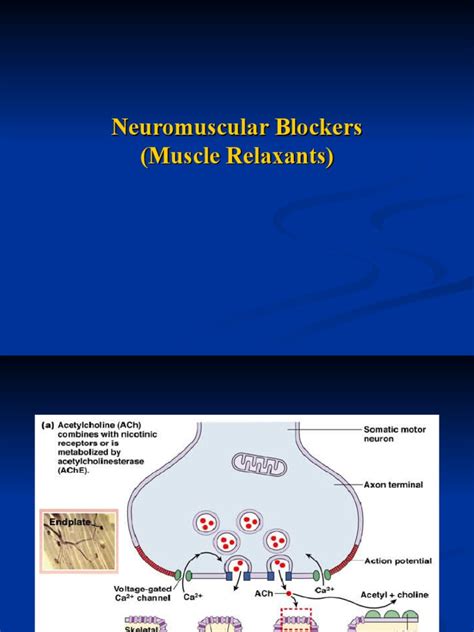 5 Neuromuscular Blockers Pdf