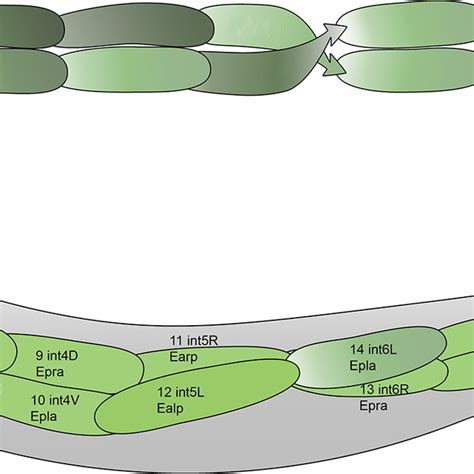 Layout Of Cells Comprising The Adult C Elegans Intestine Top Panel