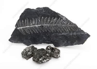 Coal And Fossil Stock Image C044 5287 Science Photo Library