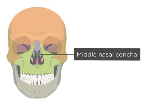Skull Bone Markings Anterior View